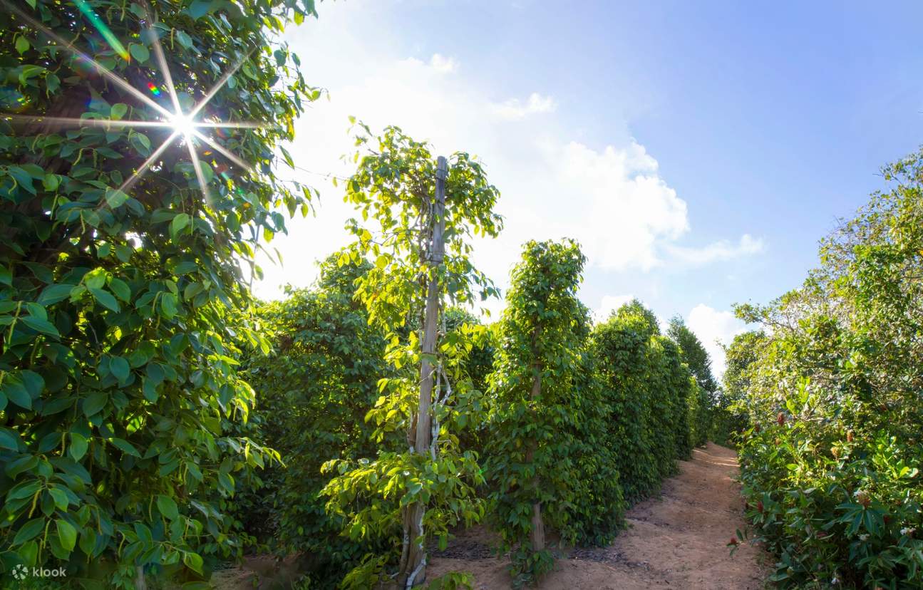 Tour di mezza giornata nel sud e nell'est di Phu Quoc - Klook Italia